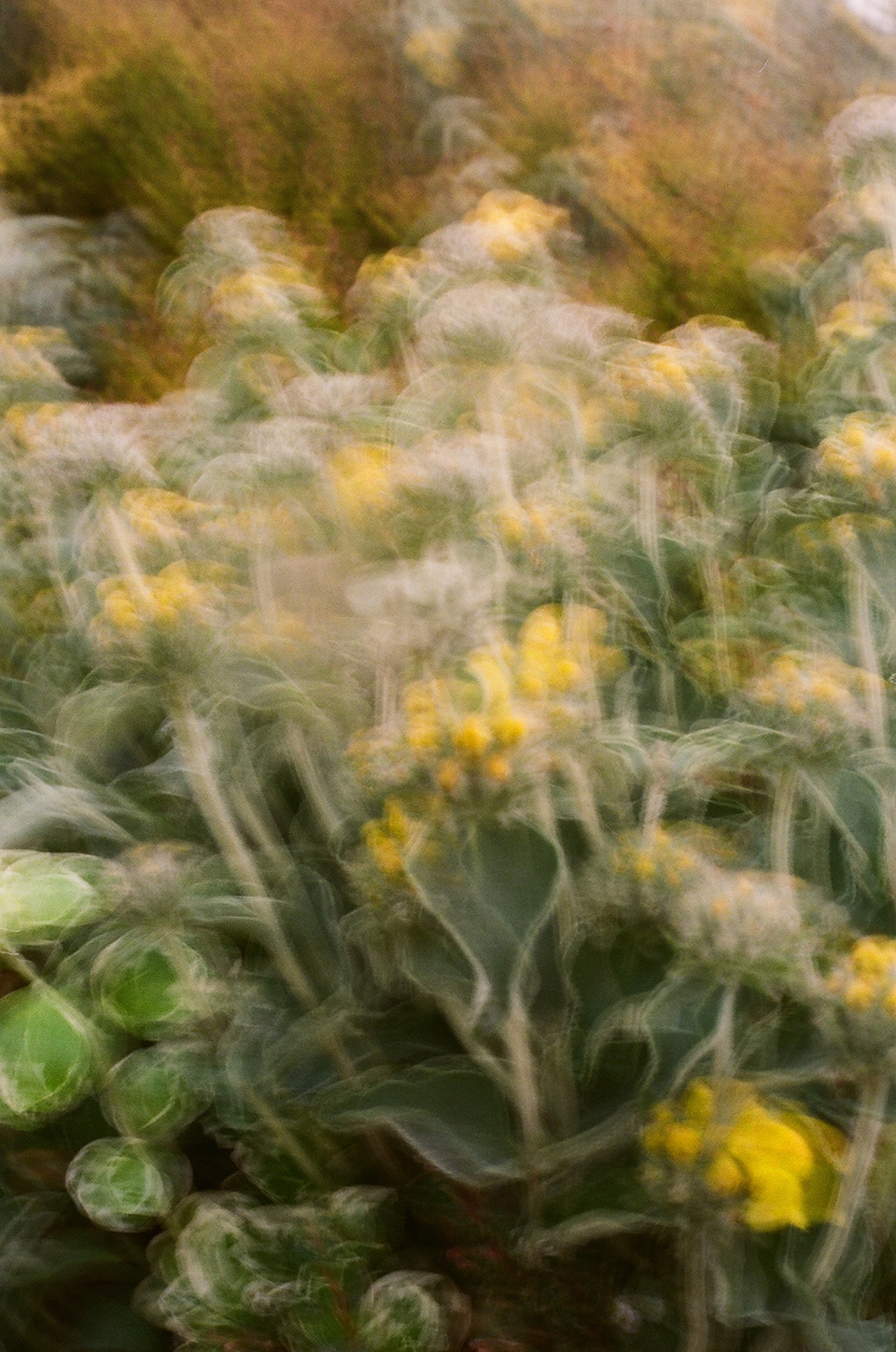 THE SPRING PROJECT DOCUMENTED BY LINA SCHEYNIUS